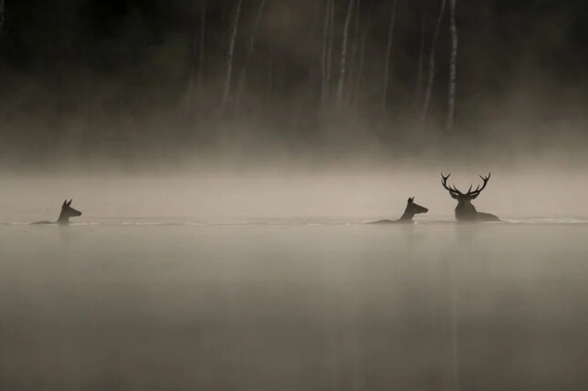 Le Chant des forêts | Cinéma Jacques Tati